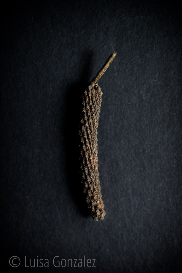 Pimientas: pimienta larga | Cilantro pero no tanto…